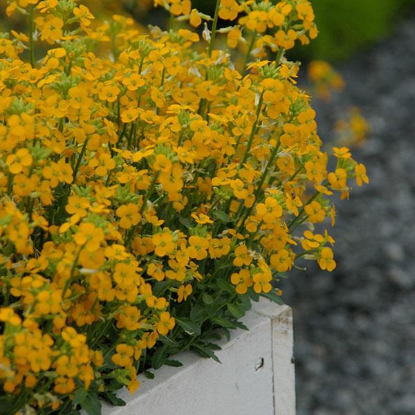 Erysimum Glow Orange