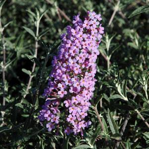 Buddleia Flutterby Flow® Lavender