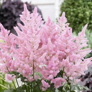 Astilbe New Wave