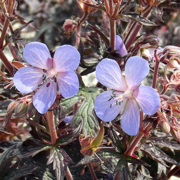 Geranium pratense Hocus Pocus