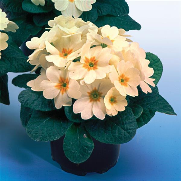 Heritage Crème Primula