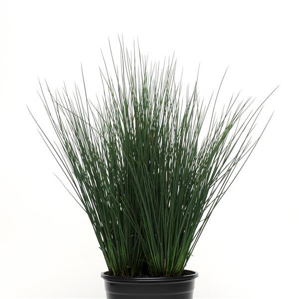 Blue Dart ColorGrass® Juncus
