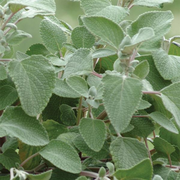 Silver Shield Plectranthus