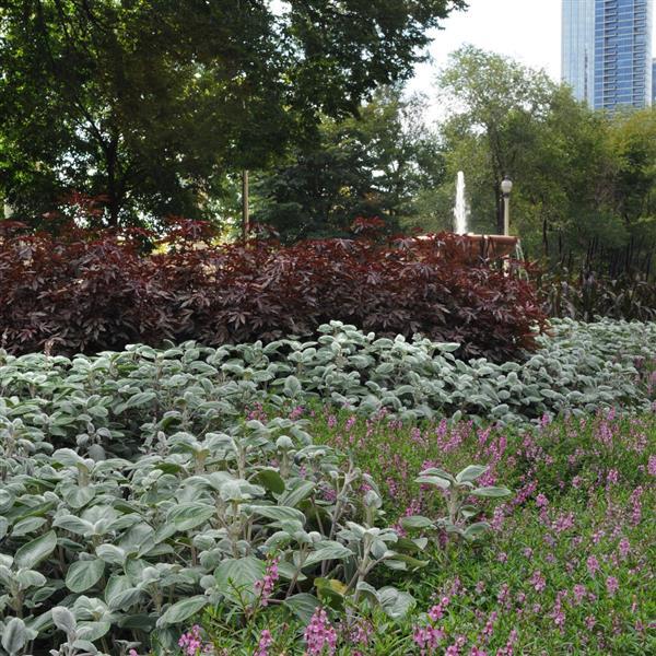 Silver Shield Plectranthus