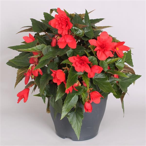 Rivulet® Double Red Begonia Boliviensis