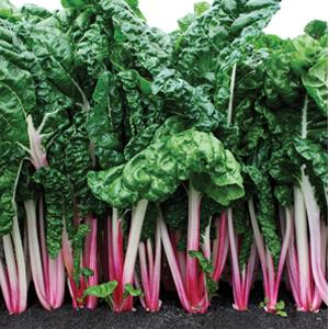 Peppermint Swiss Chard