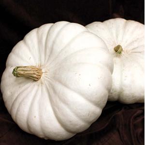White Flat Boer Ford Pumpkin