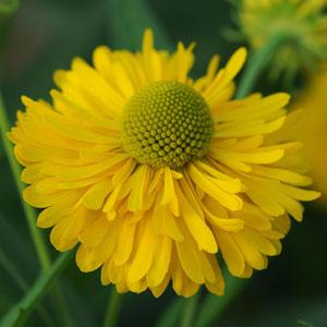 Helenium Double Trouble