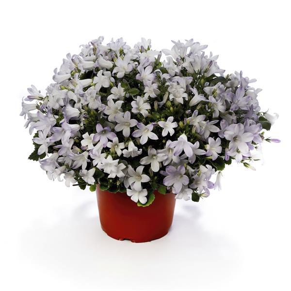 Campanula Clockwise Compact White Blush