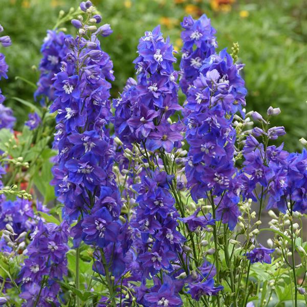 Delphinium Dasante Blue