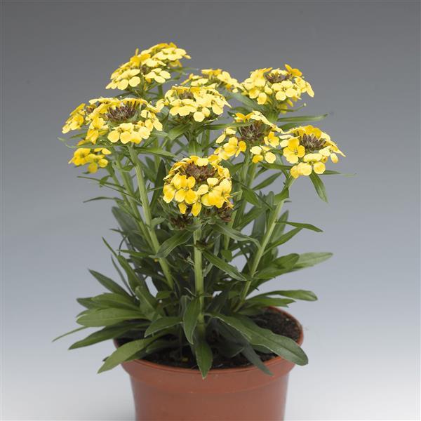 Erysimum Canaries Yellow