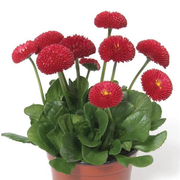Bellis Bellissima™ Red