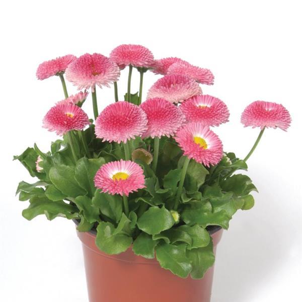 Bellis Bellissima™ Rose Bicolor