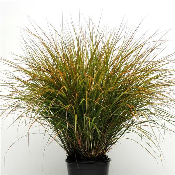 Sirocco ColorGrass® Anemanthele