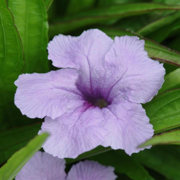 Ruellia Southern Star Blue