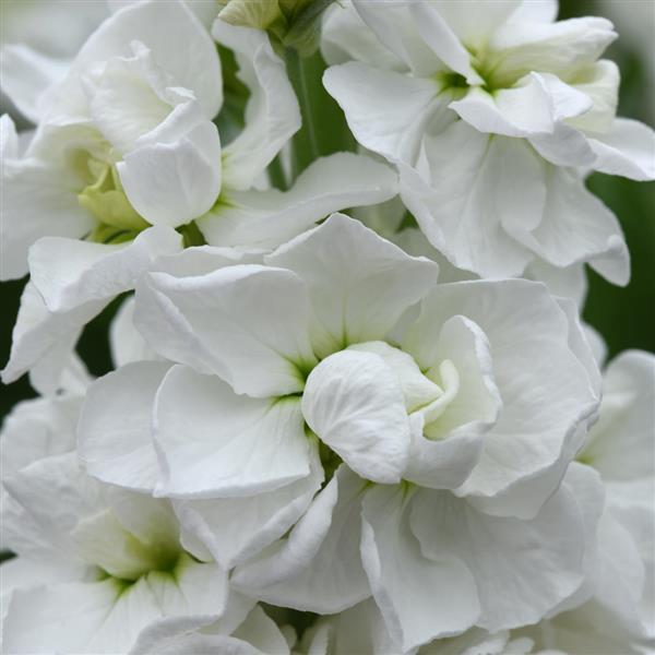 Aida White Matthiola