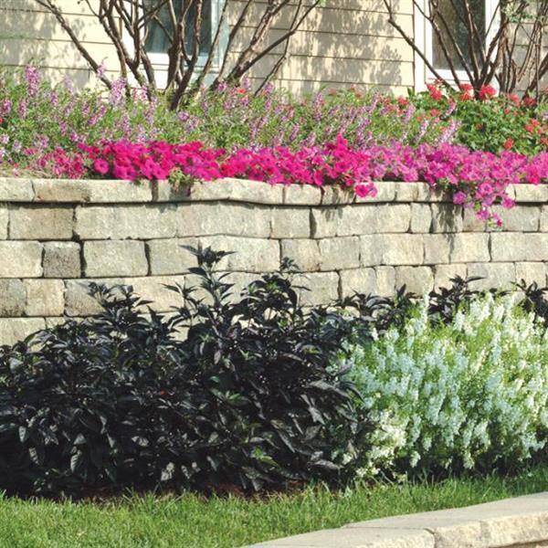 Black Pearl Ornamental Pepper