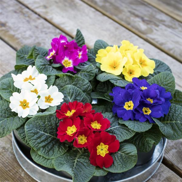 Dania Mix Primula Acaulis