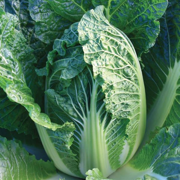 China King Cabbage