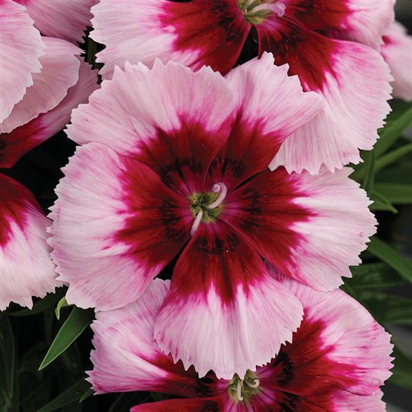 Venti Parfait Crimson Eye Dianthus
