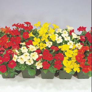 Mystic Mix Mimulus