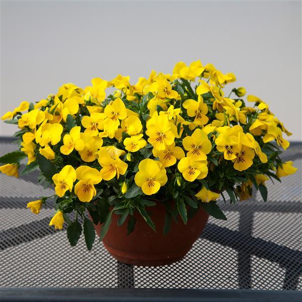 Freefall XL Bright Yellow Pansy