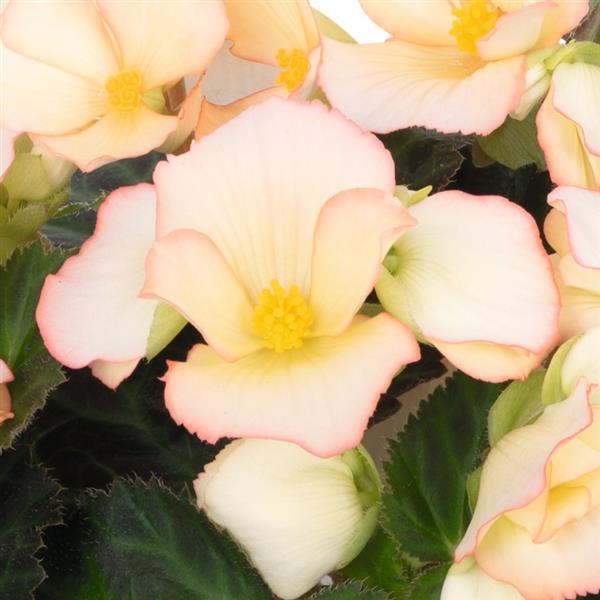 I'Conia Upright Apricot Begonia
