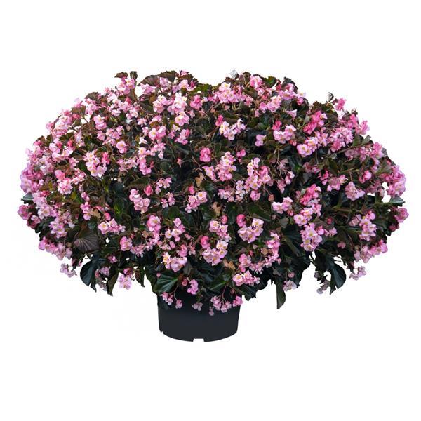 Stonehedge Light Pink Bronze Leaf Begonia