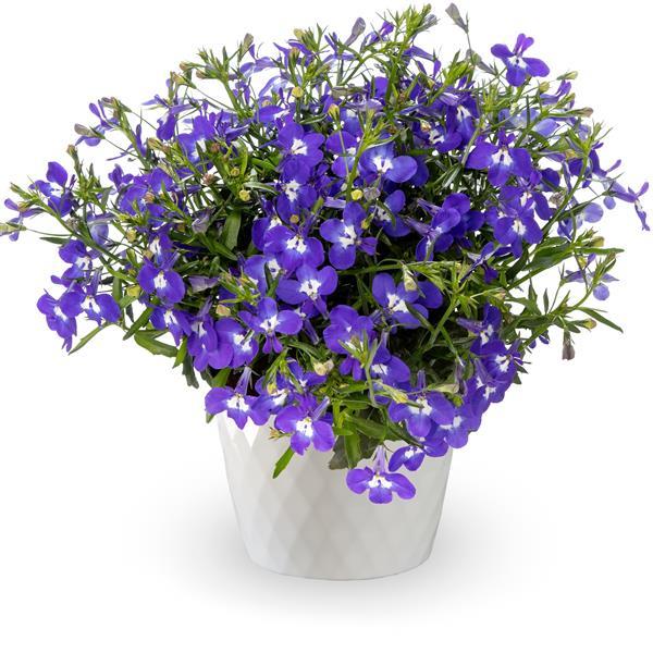 Techno Deep Blue with Eye Lobelia