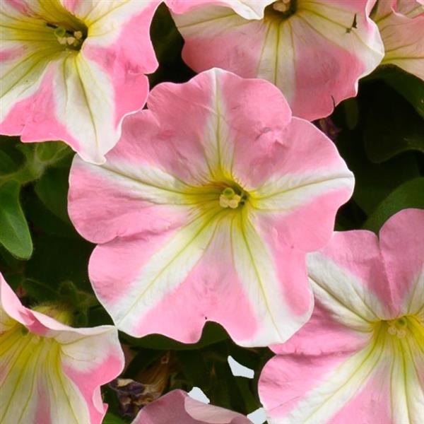 Amore Princess Pink Petunia