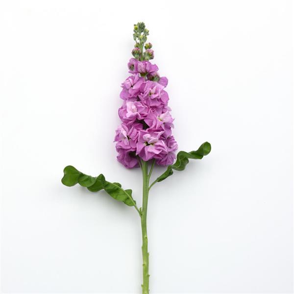 Centum™ Pink Matthiola