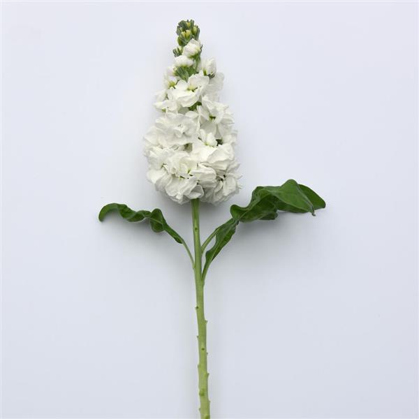 Centum™ White Matthiola