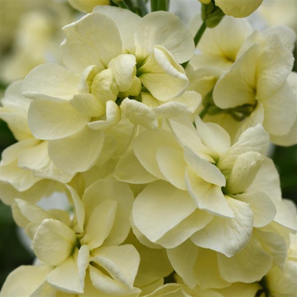 Centum™ Yellow Matthiola