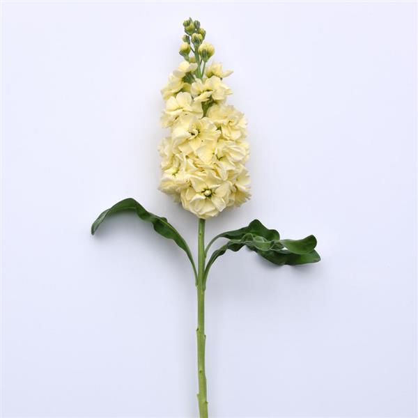 Centum™ Yellow Matthiola
