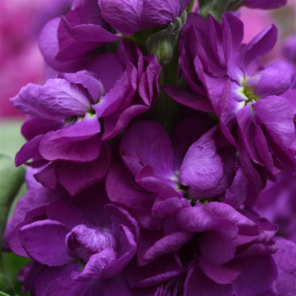 Centum™ Deep Blue Matthiola