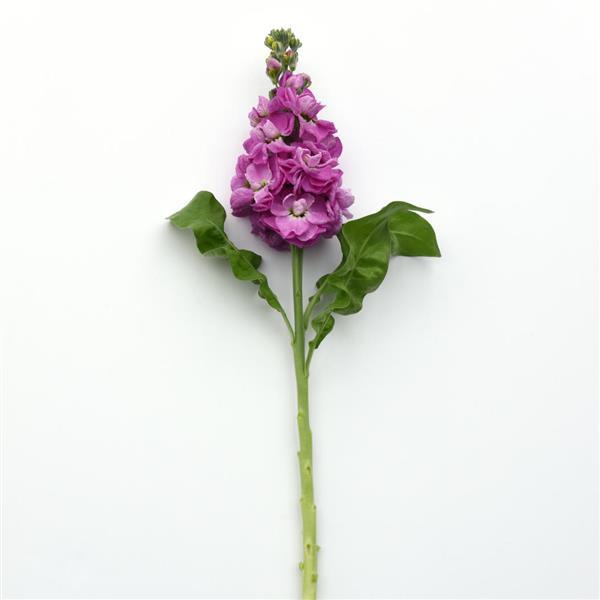 Centum™ Deep Rose Matthiola