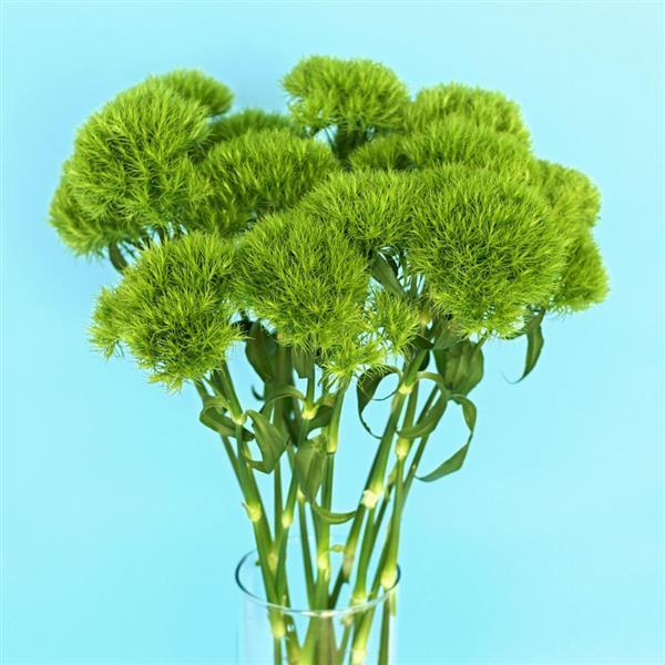 Green Ball™ Dianthus