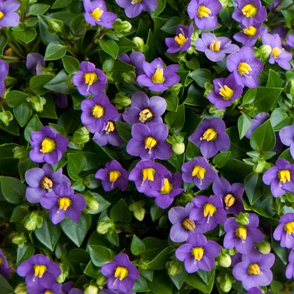 Princess Deep Blue Exacum