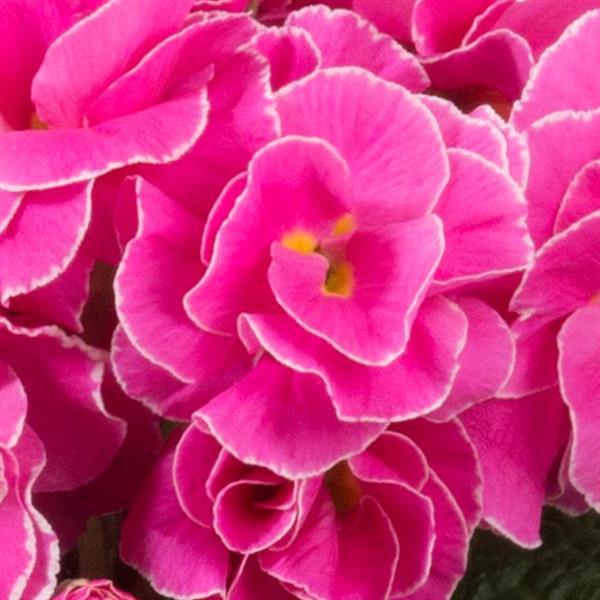 Paradiso Double Light Rose Primula Acaulis