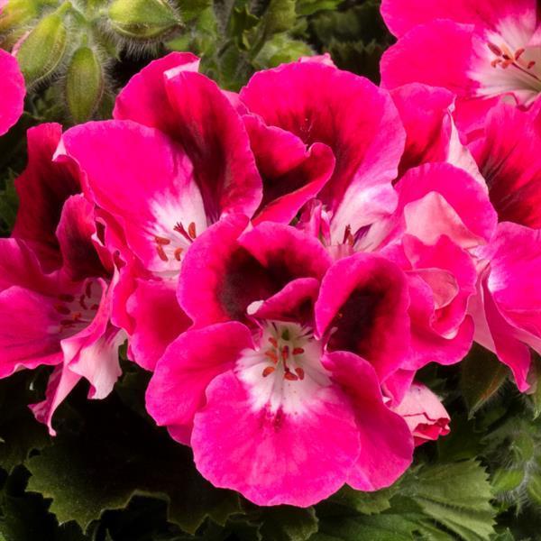 Aristo Magenta Regal Geranium