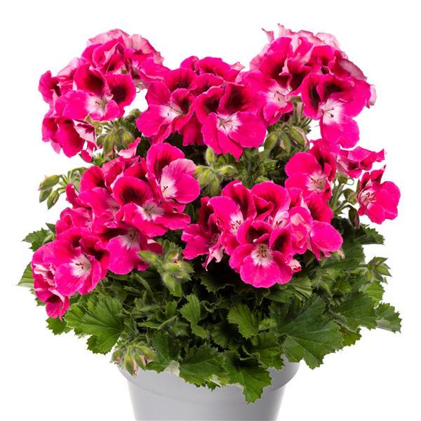 Aristo Magenta Regal Geranium