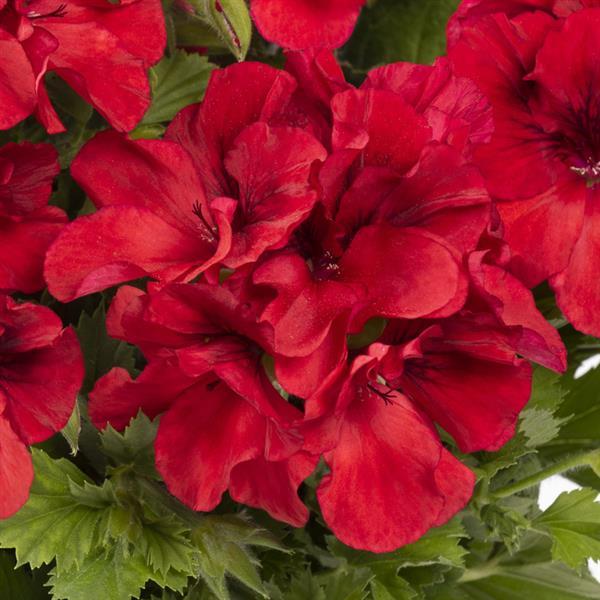Aristo Bright Red Regal Geranium