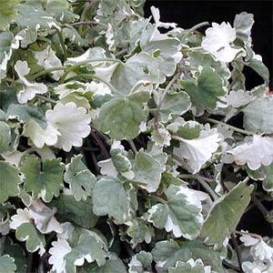 Glechoma hederacea Variegated