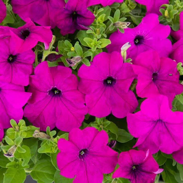 Success 360° Violet Petunia