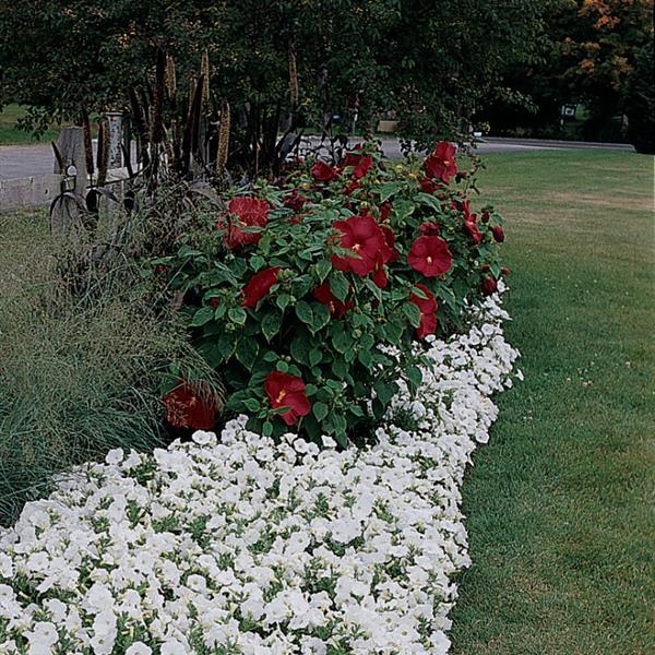 Hibiscus Luna™ Red