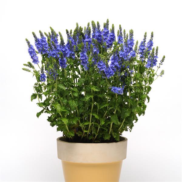 Veronica Venice Blue