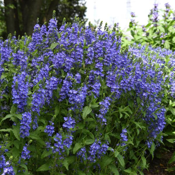 Veronica Venice Blue