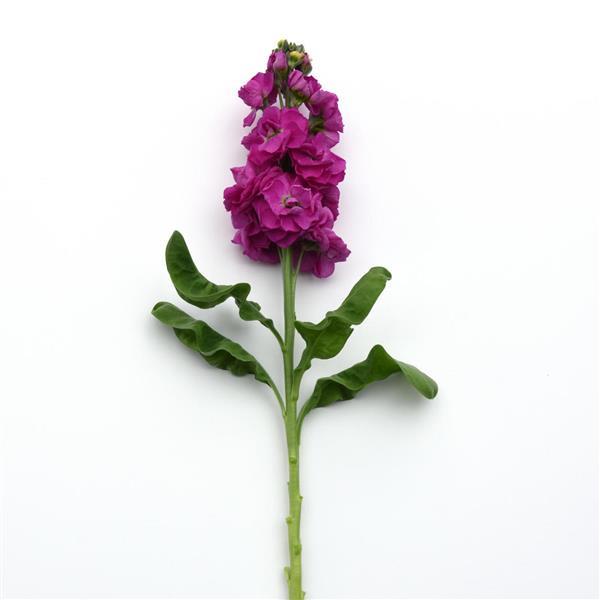 Tosca Rose Matthiola