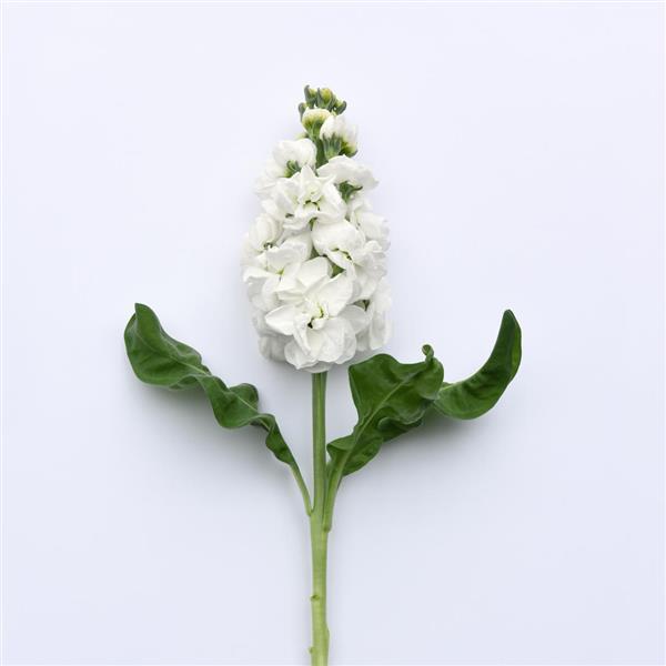 Tosca White Matthiola
