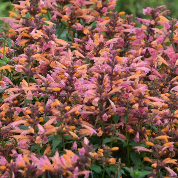 Agastache aurantiaca Mango Tango